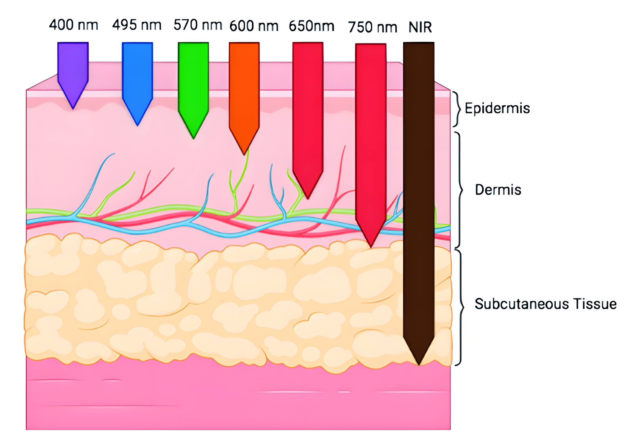The Science-Backed Guide to Red Light Therapy for a Healthier, Happier